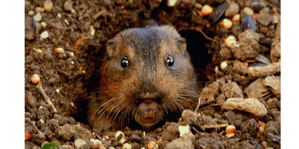 How to get rid of Gophers permanently