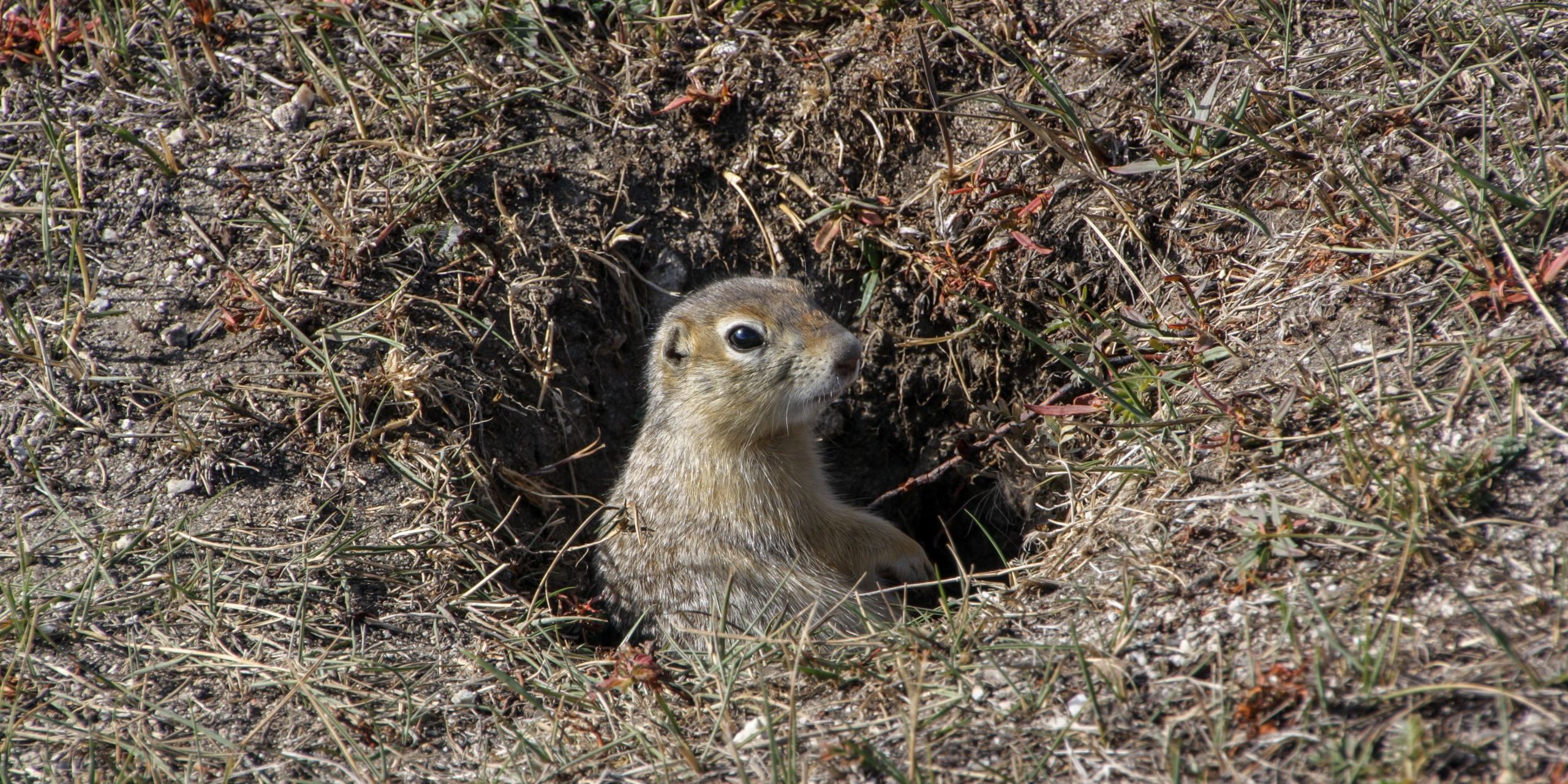 What are some ways to get rid of gophers? - Hybrid Pest Control