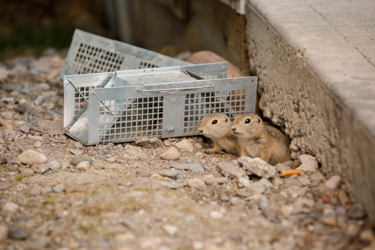 What is the Best Pest Control Method for Gophers?